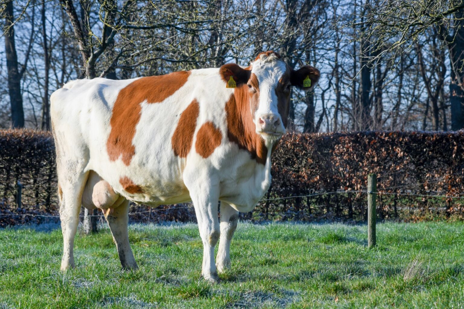 Drie sterren voor bio-koe Dora 27 - Coöperatie CRV